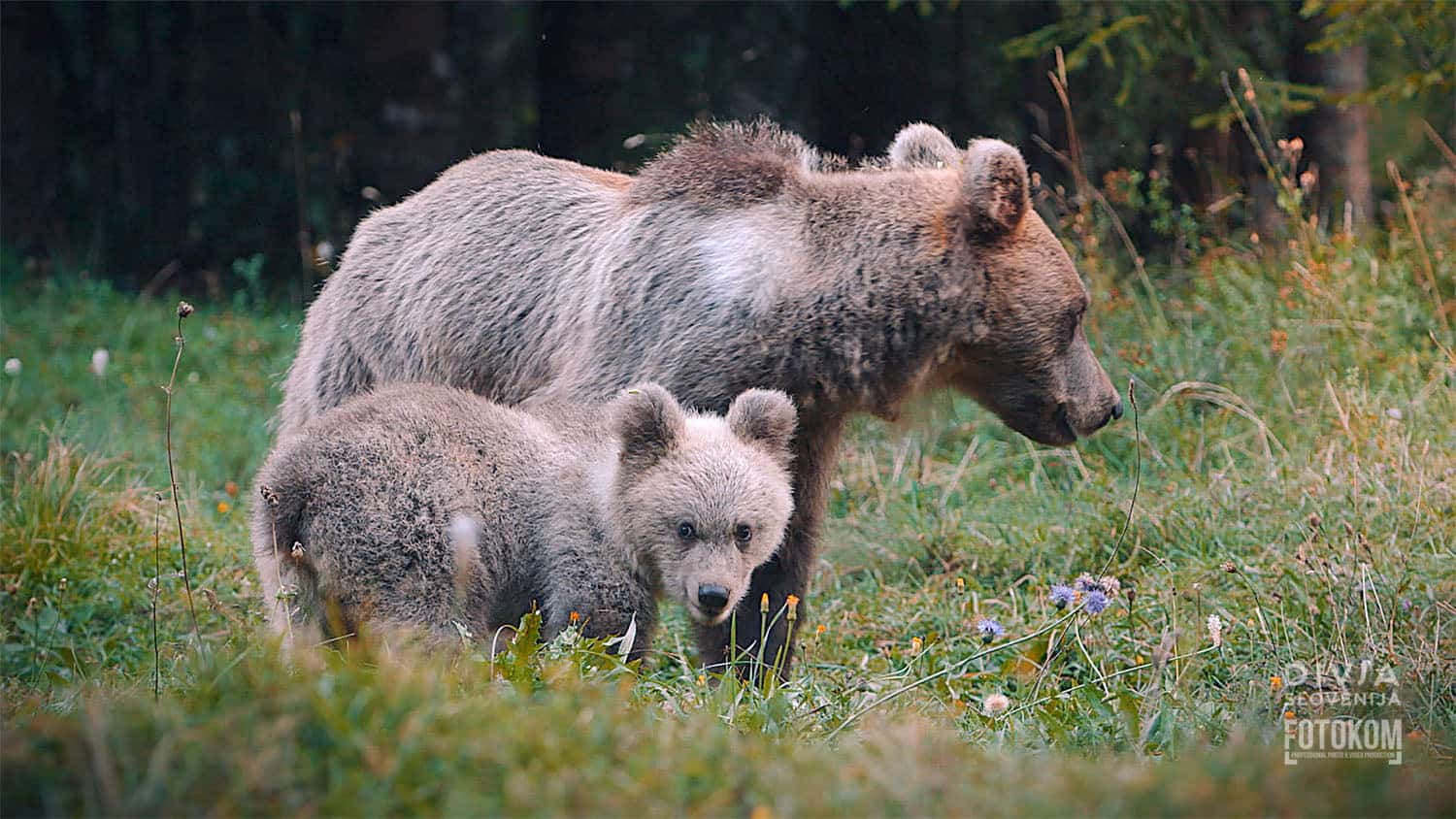 Dokumentarec Divja Slovenija na ogled postavlja vse lepote naše dežele